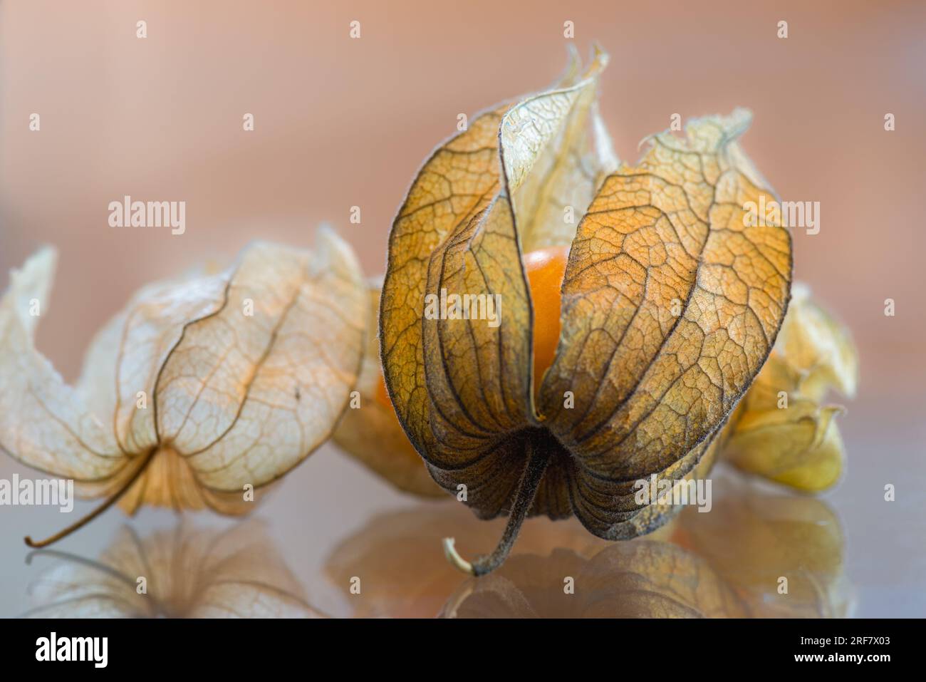 Cherry shell hi-res stock photography and images - Alamy