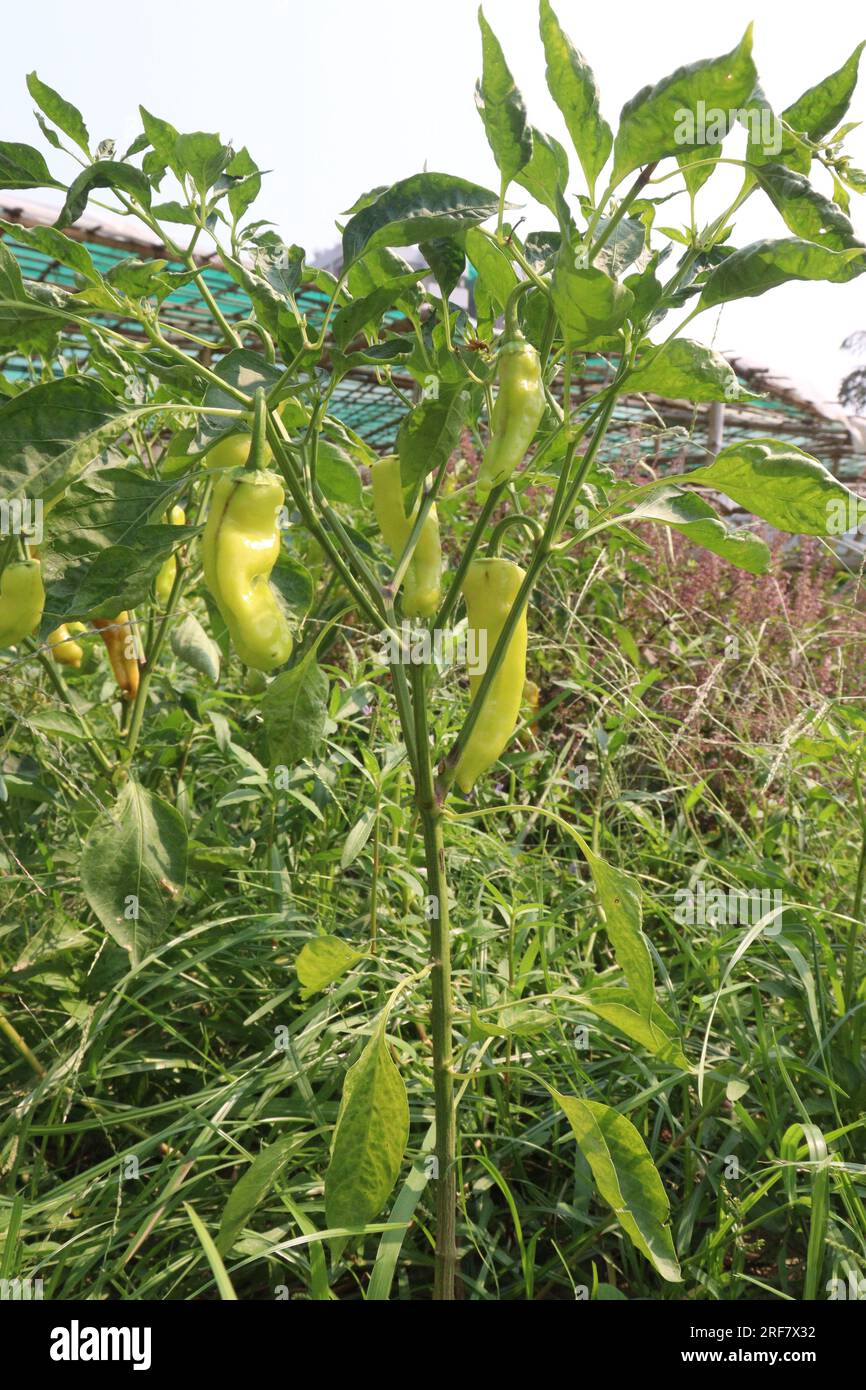 The banana pepper is a medium-sized member of the chili pepper family ...