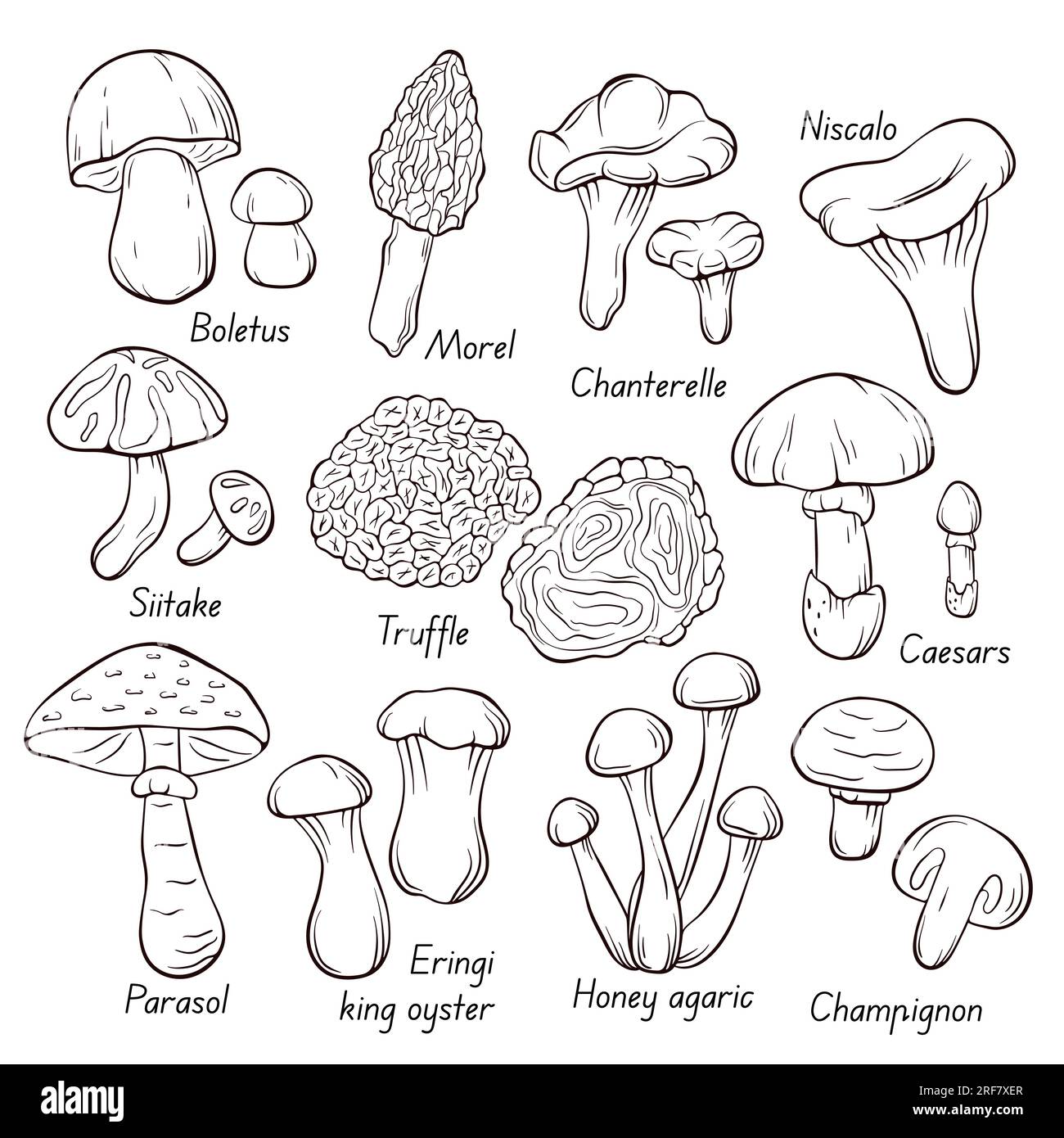 Edible mushrooms collection in line art style. Hand drawn food drawing ...