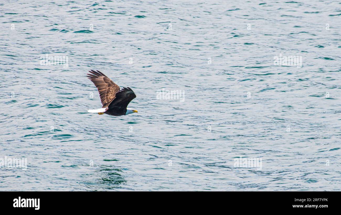 flying eagle over the ocean with wings preading near the port Icy ...
