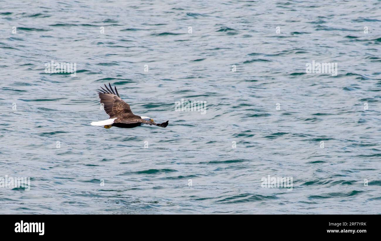 flying eagle over the ocean with wings preading near the port Icy ...