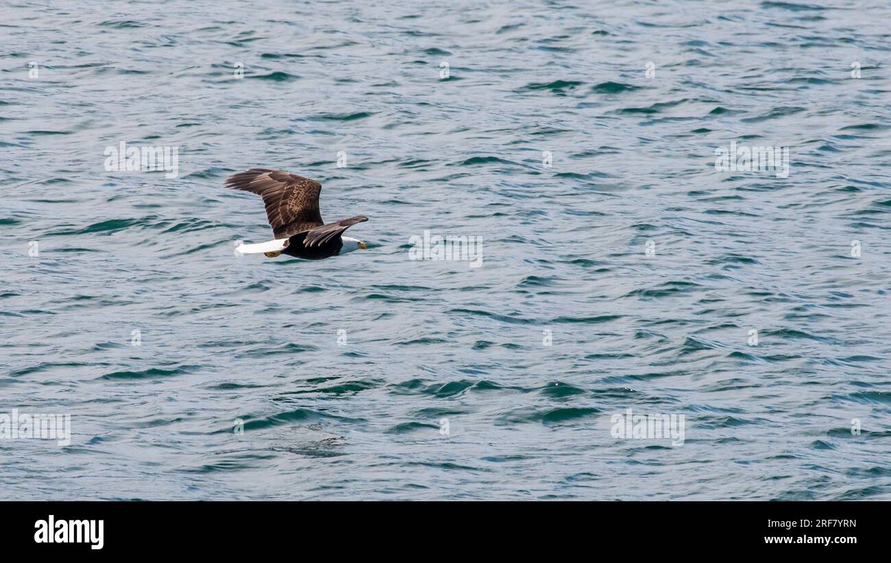 flying bald eagle over the ocean, with wings spreading, near cruise ...
