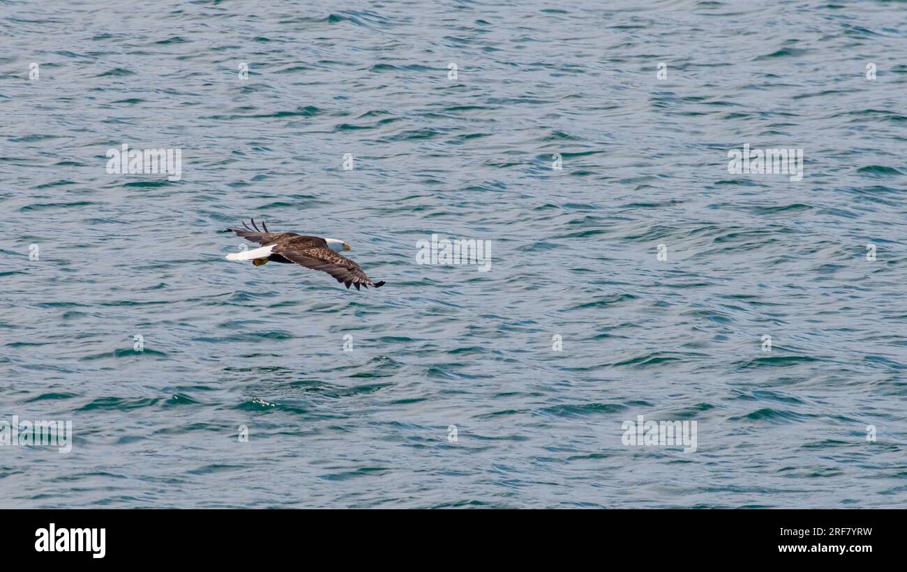 flying bald eagle over the ocean, with wings spreading, near cruise ...