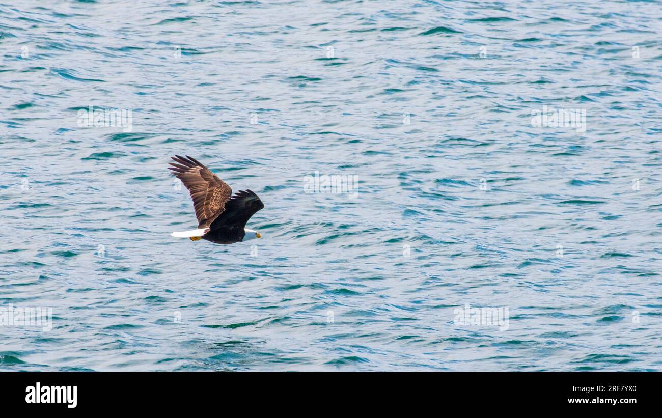 flying bald eagle over the ocean, with wings spreading, near cruise ...