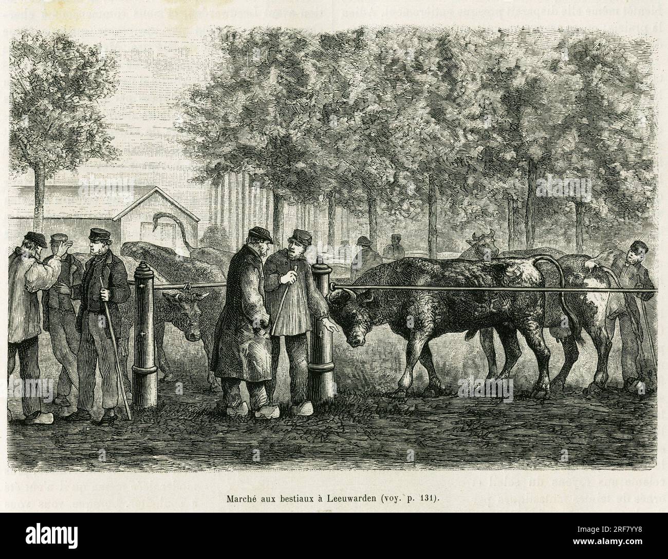 Marche aux bestiaux a Leeuwarden( Pays Bas). Gravure pour illustrer le ...