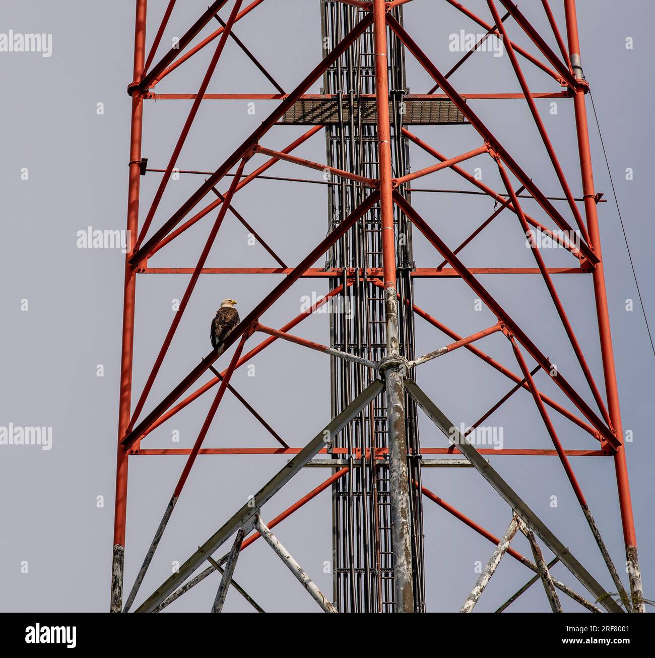 bald eagle standing on wood pole near cruise port Icy Strait Point ...