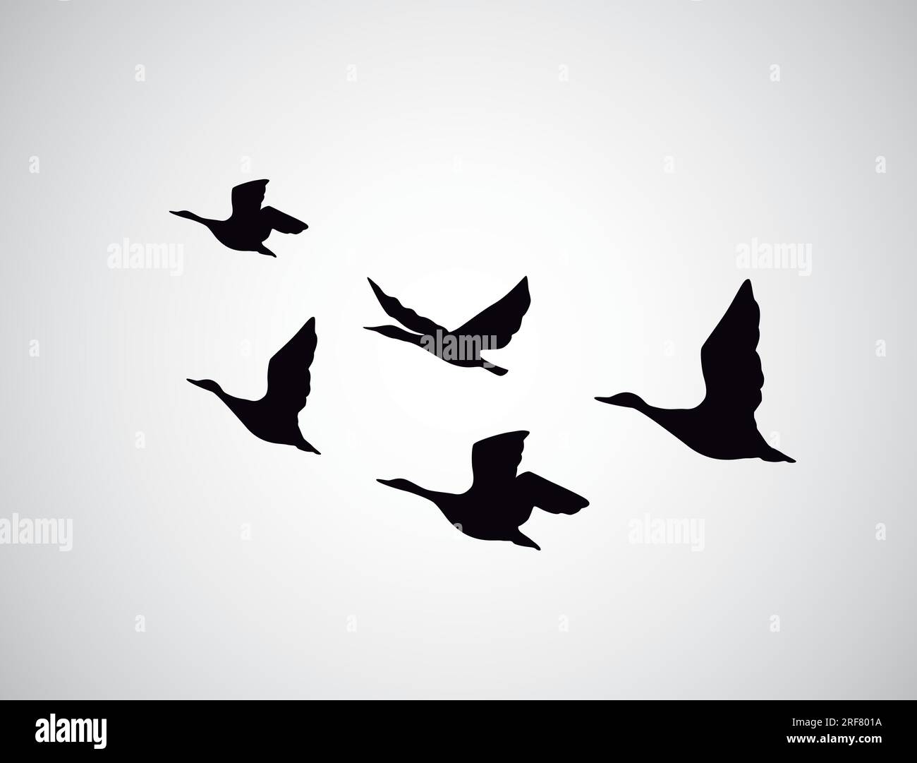 Flying Duck Silhouette 349 Duck Flying Vector High Res Illustrations