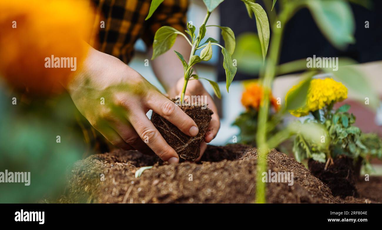 Diverse people planting green plants hi-res stock photography and ...