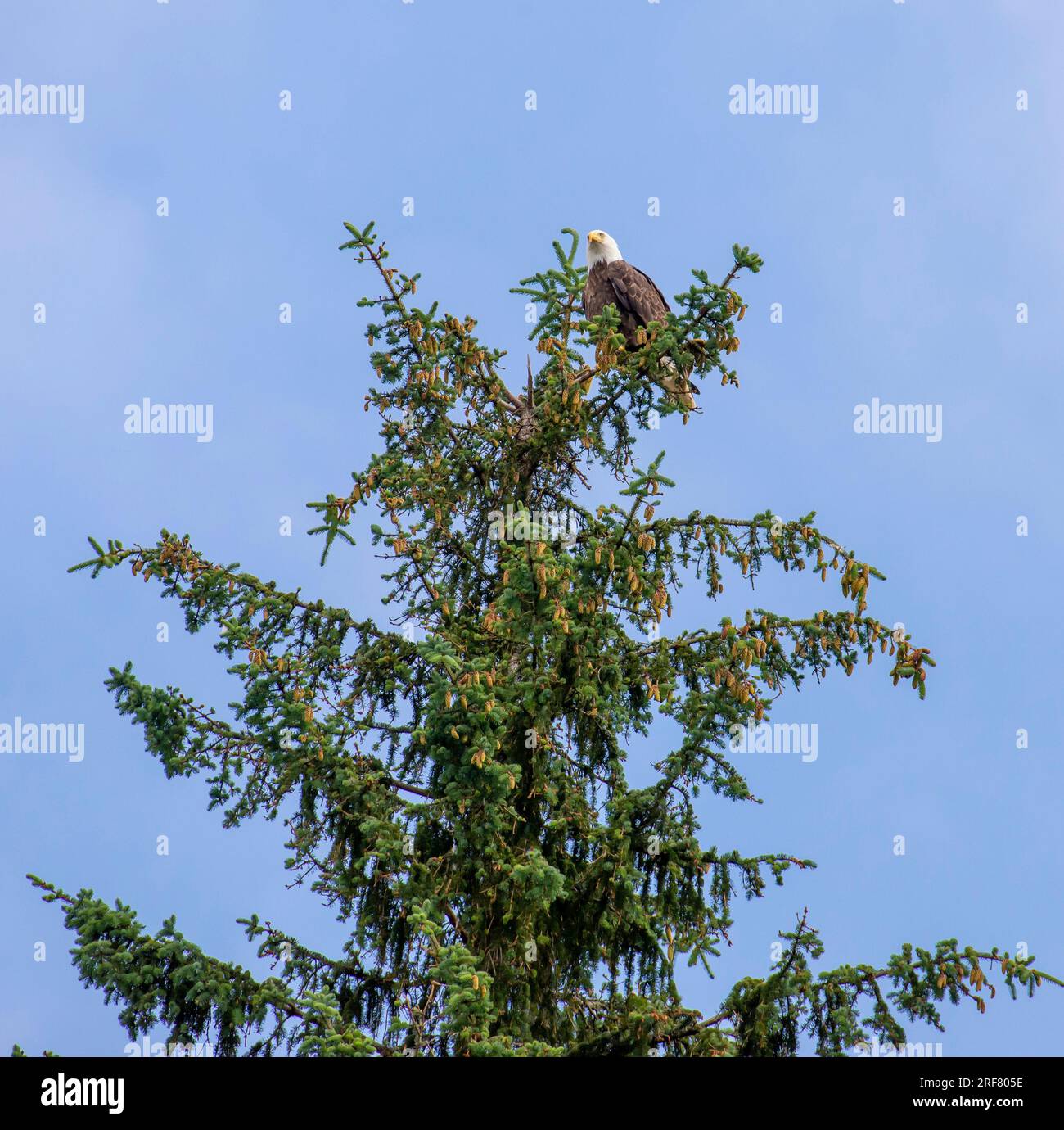 bald eagle standing on a tree near Cruise Port Icy Straight Point ...