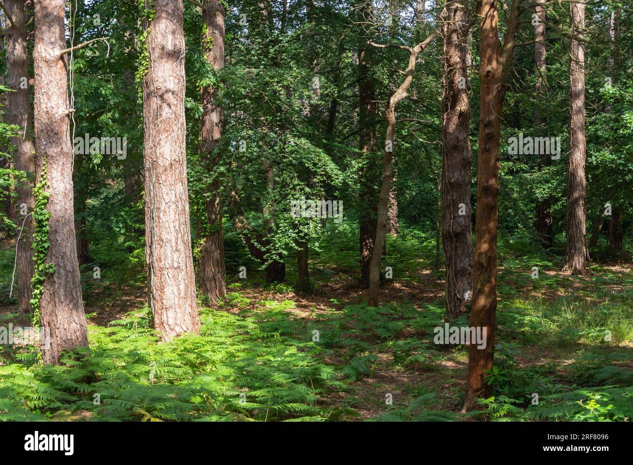 Light hitting tree hi-res stock photography and images - Alamy