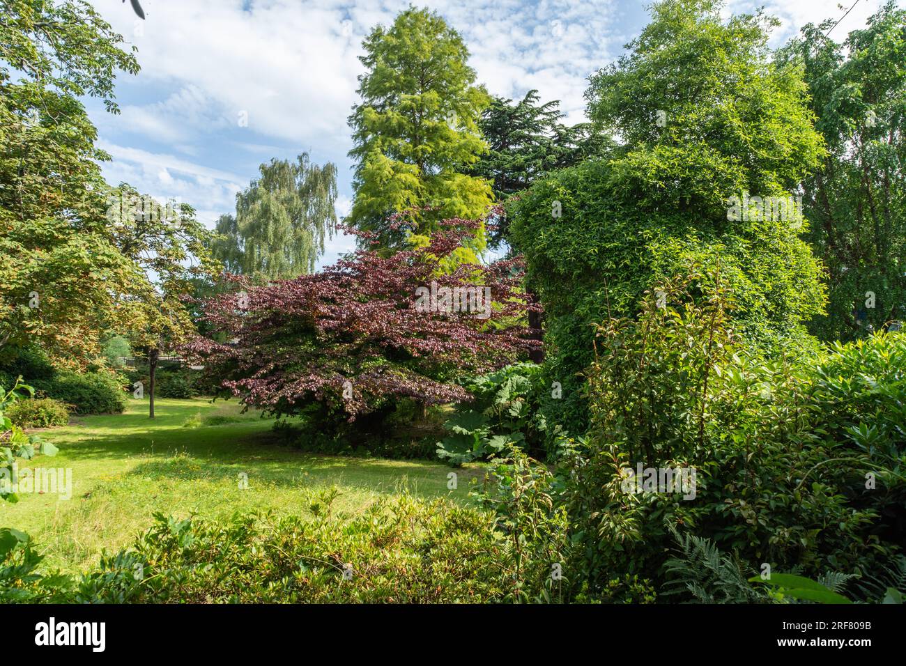 Central Gardens, Bournemouth, UK - July 18th 2023: Red leaf tree ...