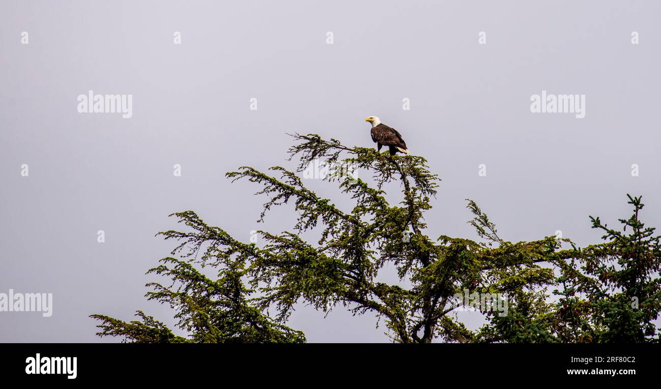 bald eagle standing on a tree near Cruise Port Icy Straight Point ...