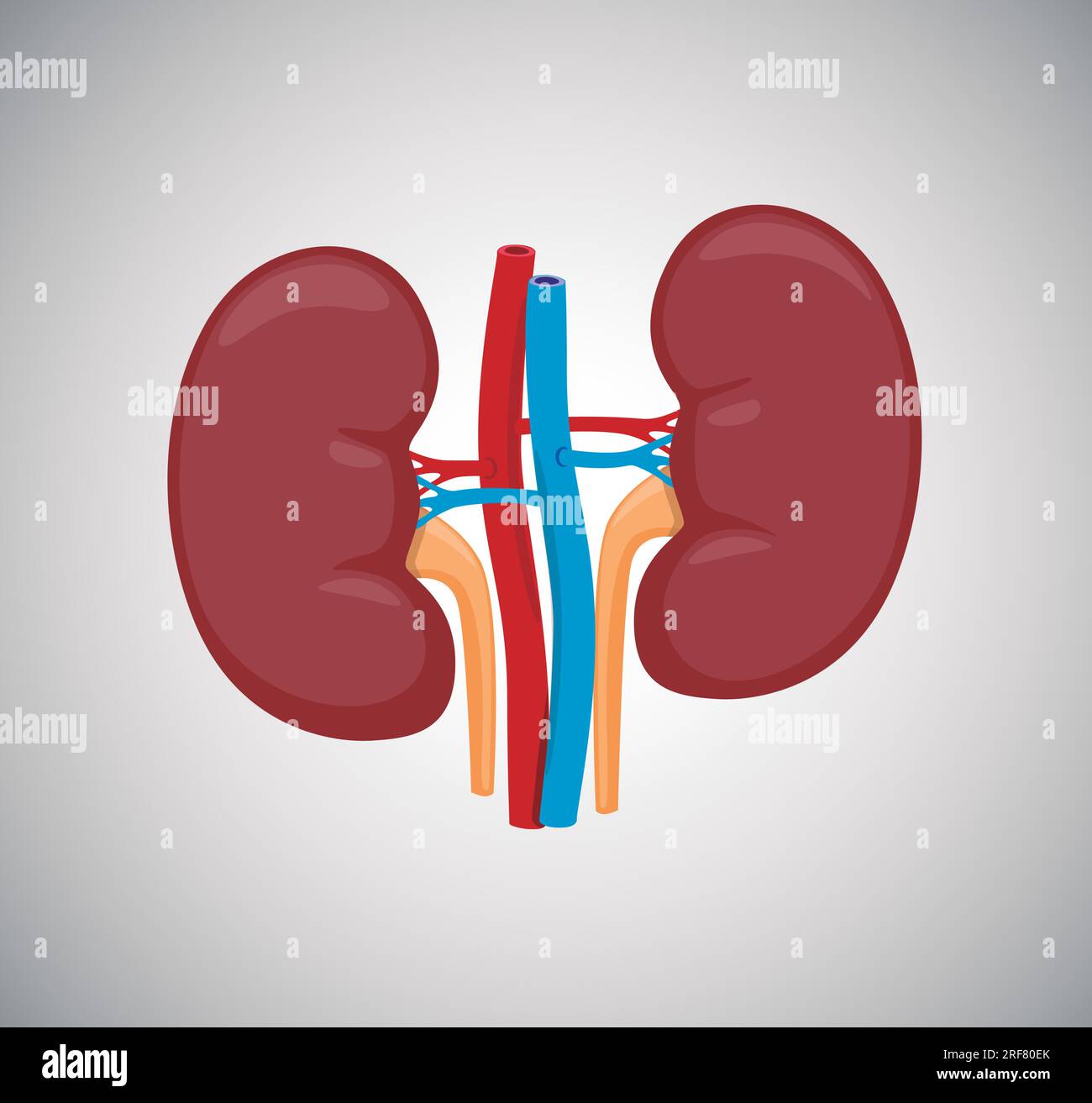 Kidney left and right vector Illustration. Human internal kidneys organ ...
