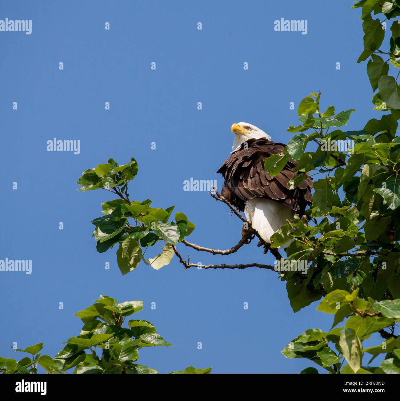 bald eagle sitting on a tree near Cruise Port Icy Straight Point ...