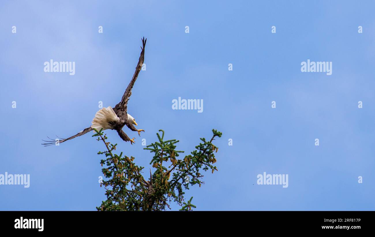 flying bald eagle ready to land on top of a tree, with wings spreading ...