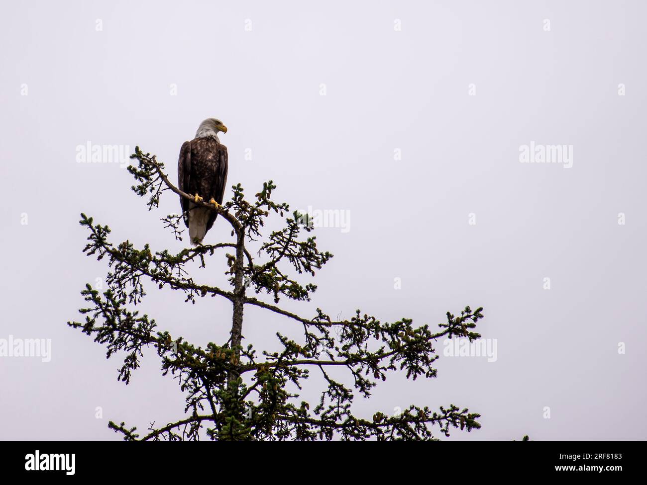 bald eagle standing on a tree near Cruise Port Icy Straight Point ...