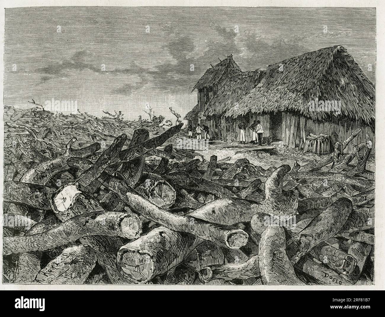 Debut d'une plantation chinoise de manioc dans la province de Malacca ...