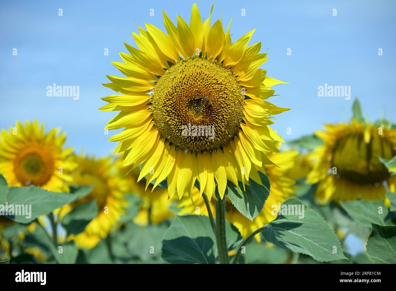 Full sunflower hi-res stock photography and images - Alamy