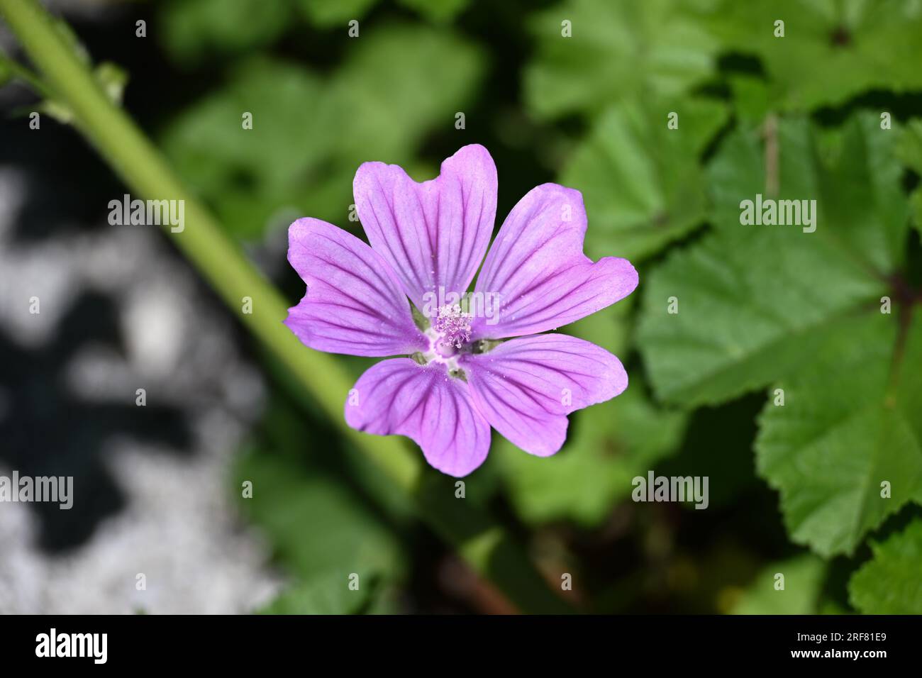 Clusters of delicate pinkish purple flowers hi-res stock photography ...