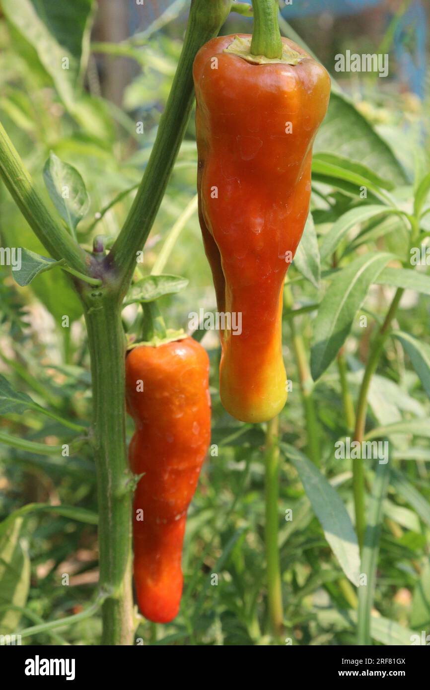 The banana pepper is a medium-sized member of the chili pepper family ...