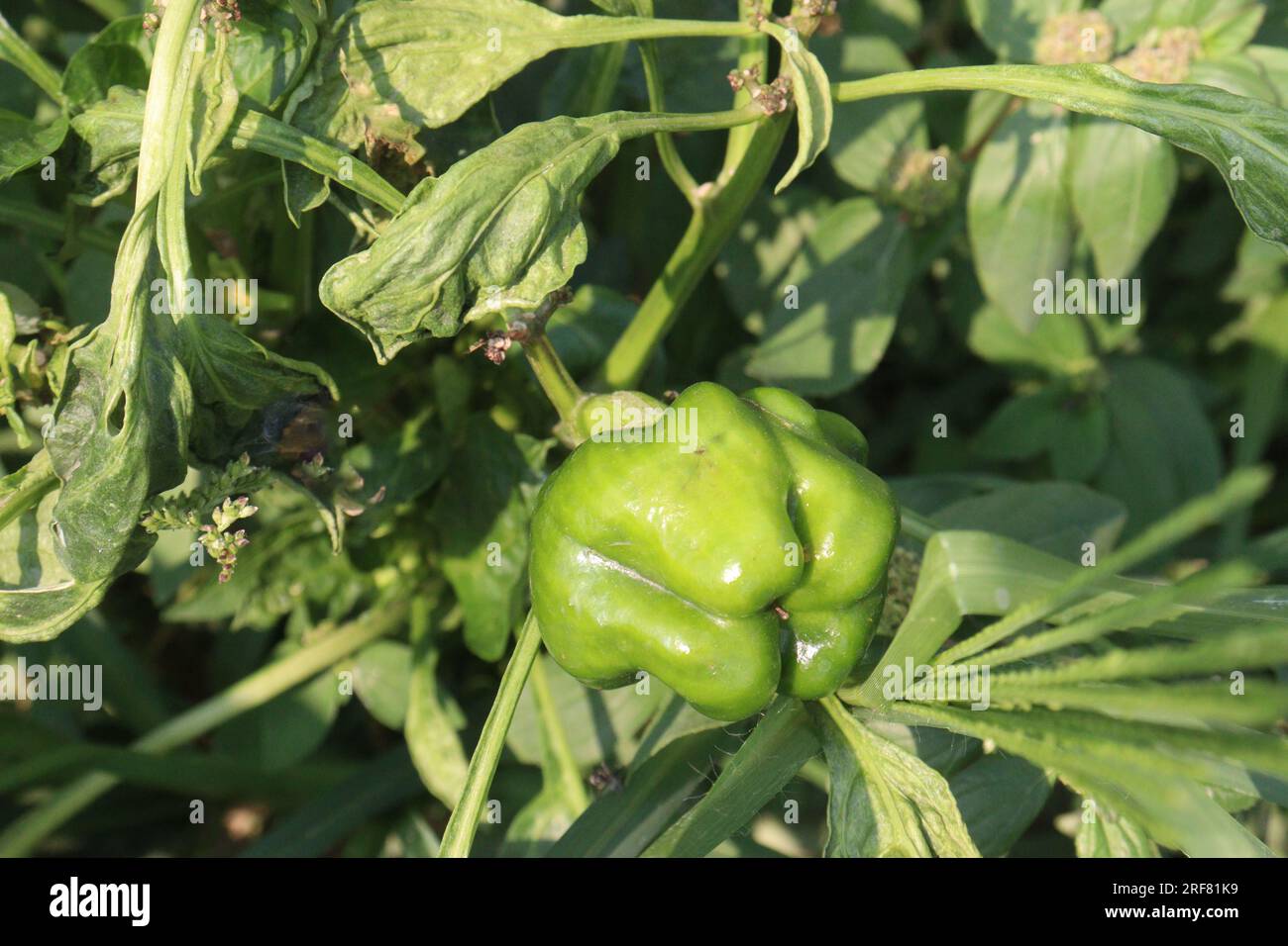 chili pepper on tree in farm for harvest are cash crops Stock Photo - Alamy