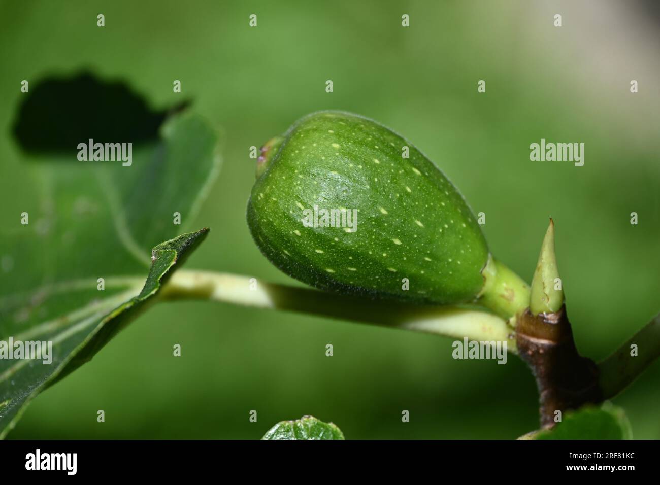 Juvenile fig plant hi-res stock photography and images - Alamy
