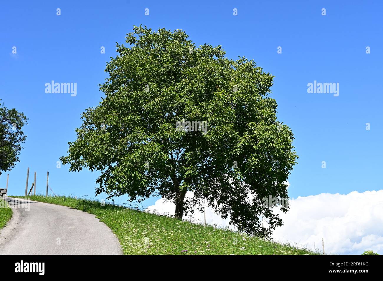Walnut species hi-res stock photography and images - Alamy