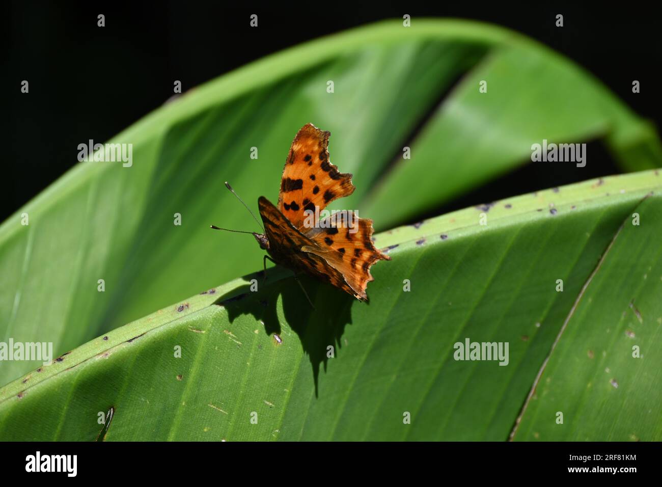 Asian flora and fauna hi-res stock photography and images - Alamy