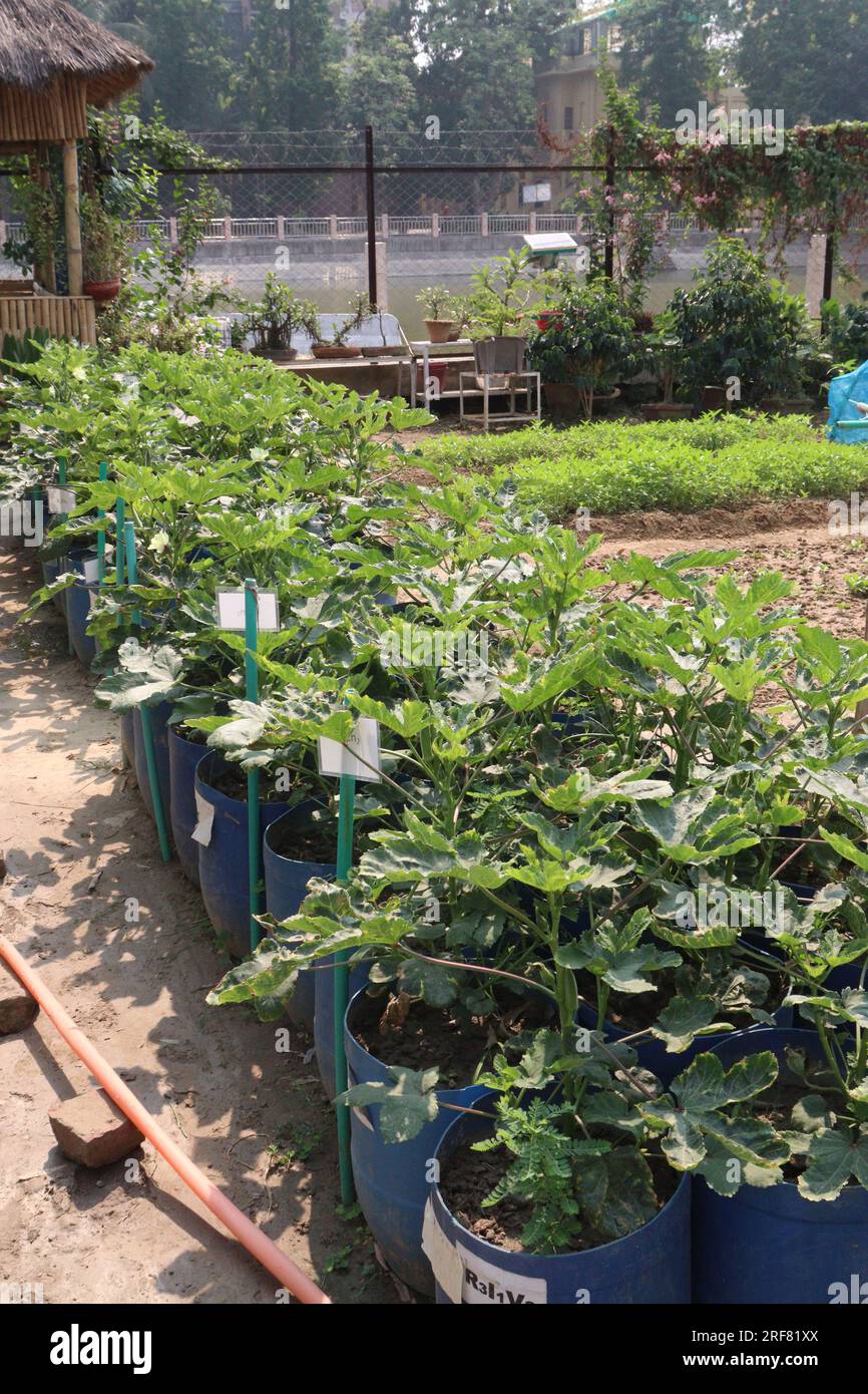 okra or lady's fingers farm with a farmer for harvest are cash crops ...