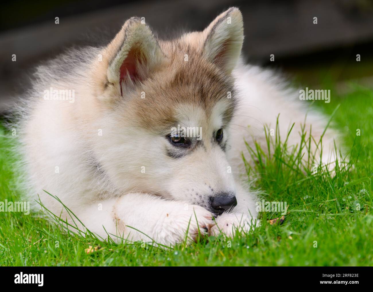 Alaskan Malamute puppy Stock Photo - Alamy