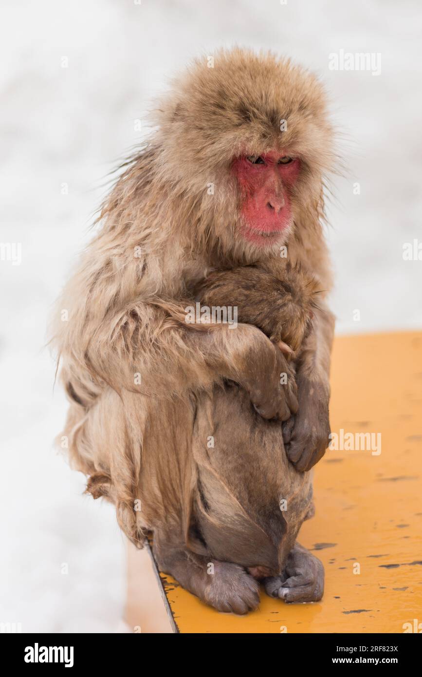 japanese macaque monkey Stock Photo - Alamy