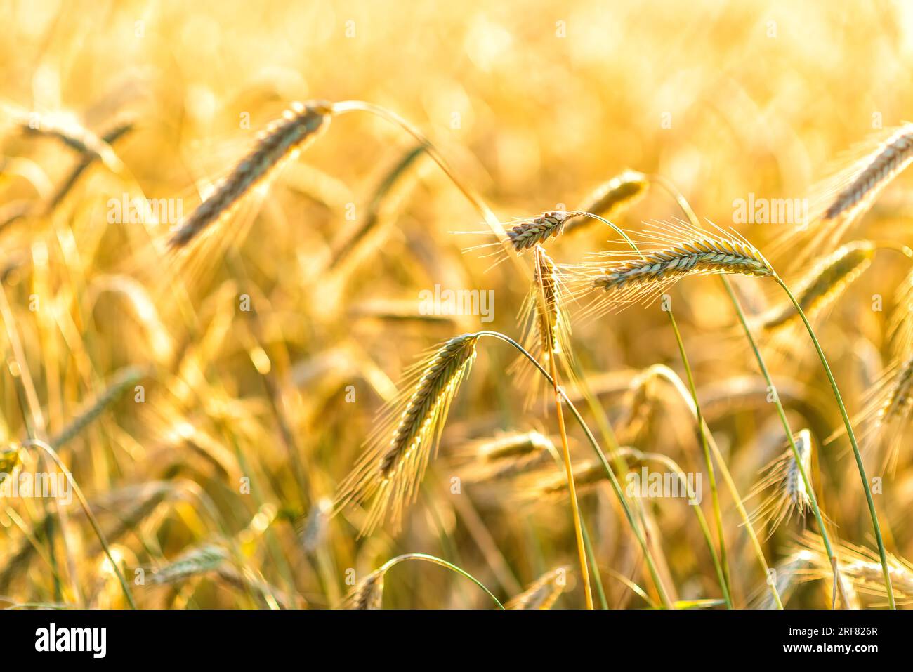 Cultivation of grain crops hi-res stock photography and images - Alamy