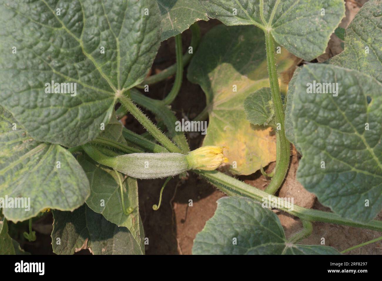 Sikkim cucumber hi-res stock photography and images - Alamy