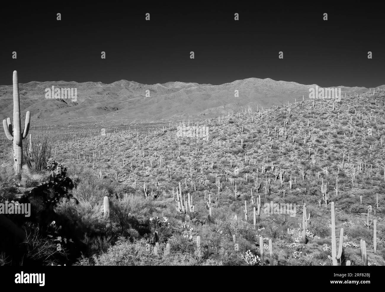 Infrared Sonora desert in central Arizona USA Stock Photo - Alamy