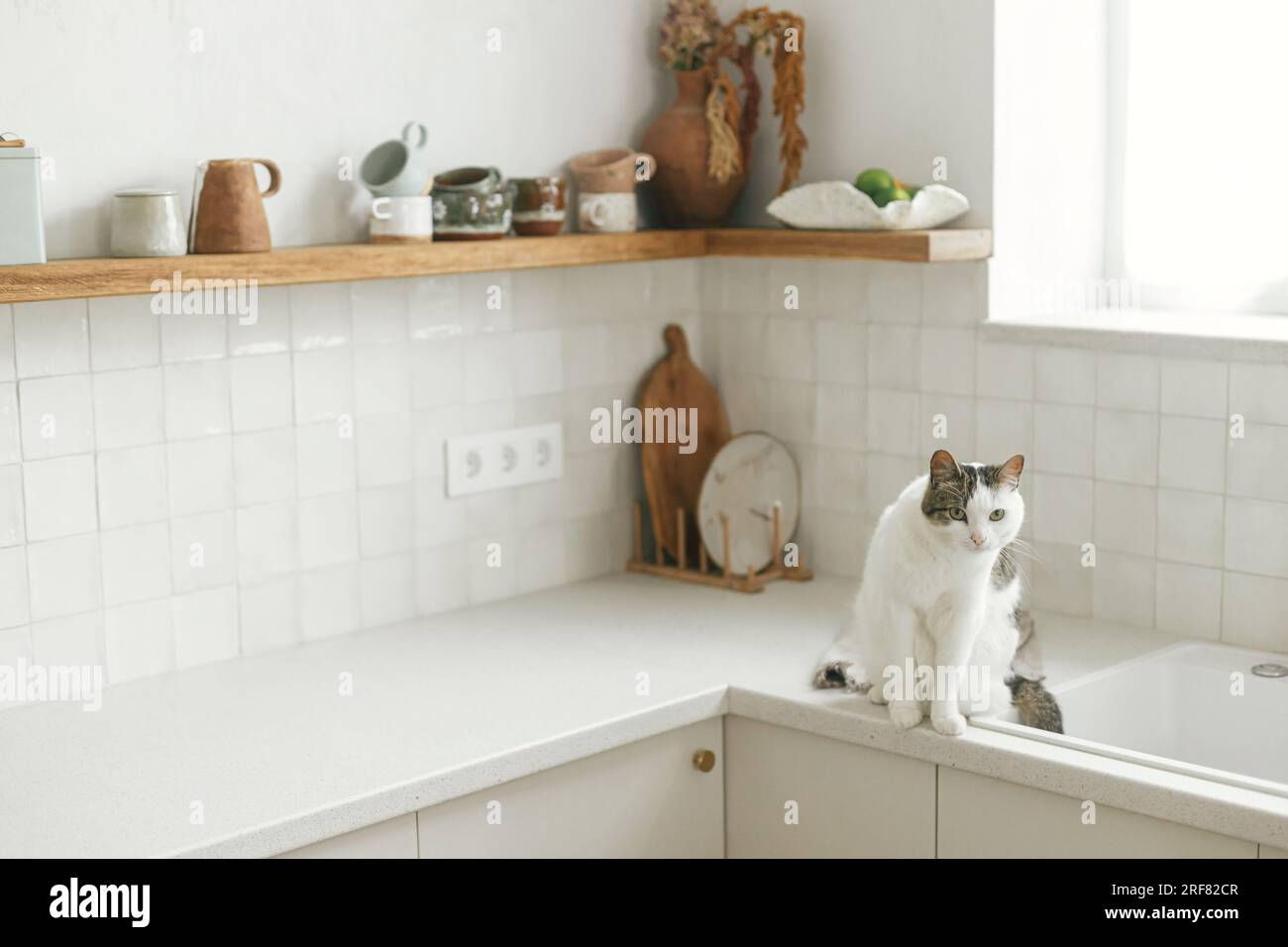 Cute cat sitting on granite countertop at sink on background of modern ...
