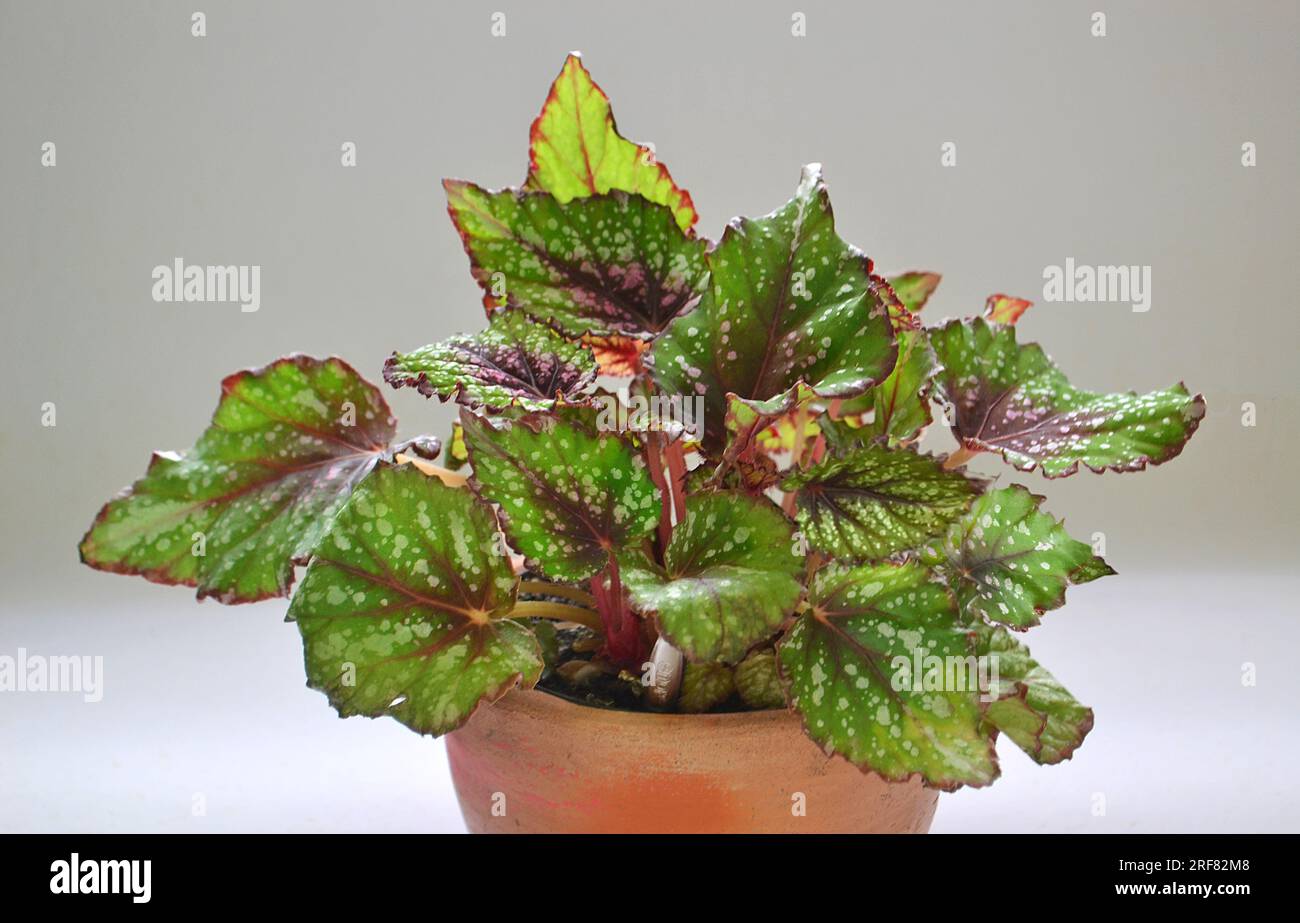 One of the types of begônia planted in a handmade pot. Begonia is an ...