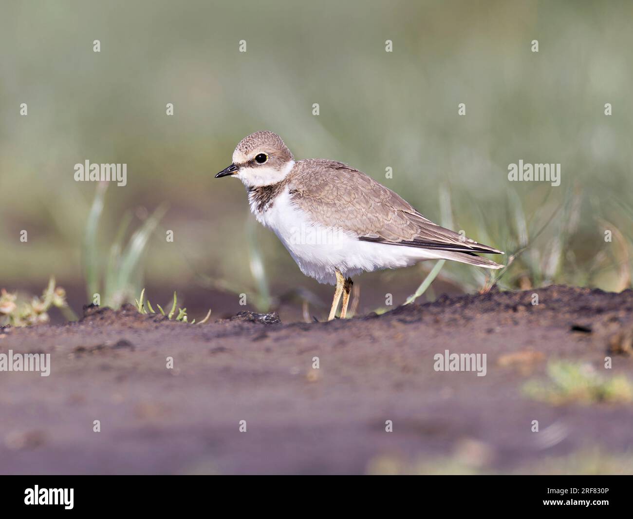 Little Ringed Plover (Charadrius dubius) juvenile Stock Photo - Alamy