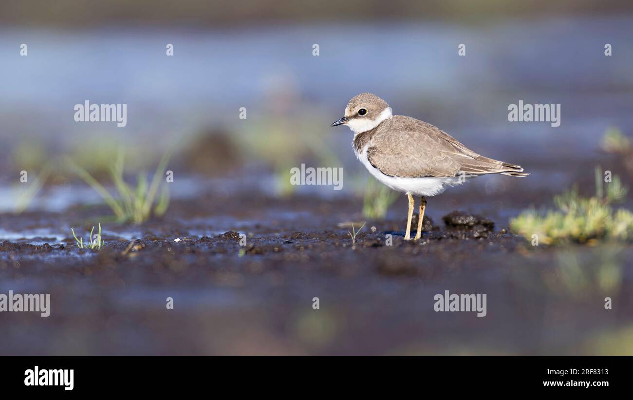 Little Ringed Plover (Charadrius dubius) juvenile Stock Photo - Alamy