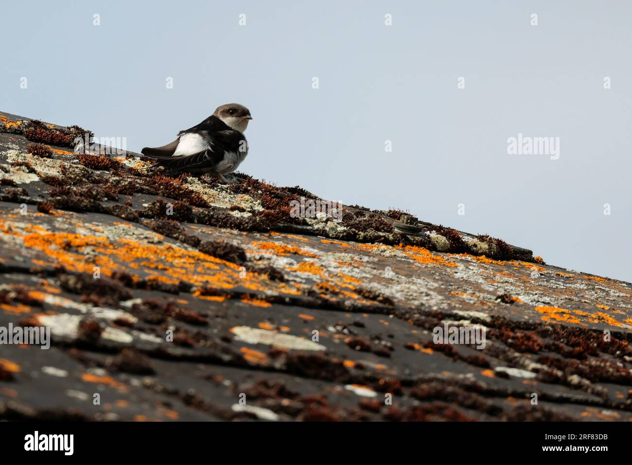 House martin Delichon urbica, Blue black upperparts white underparts ...