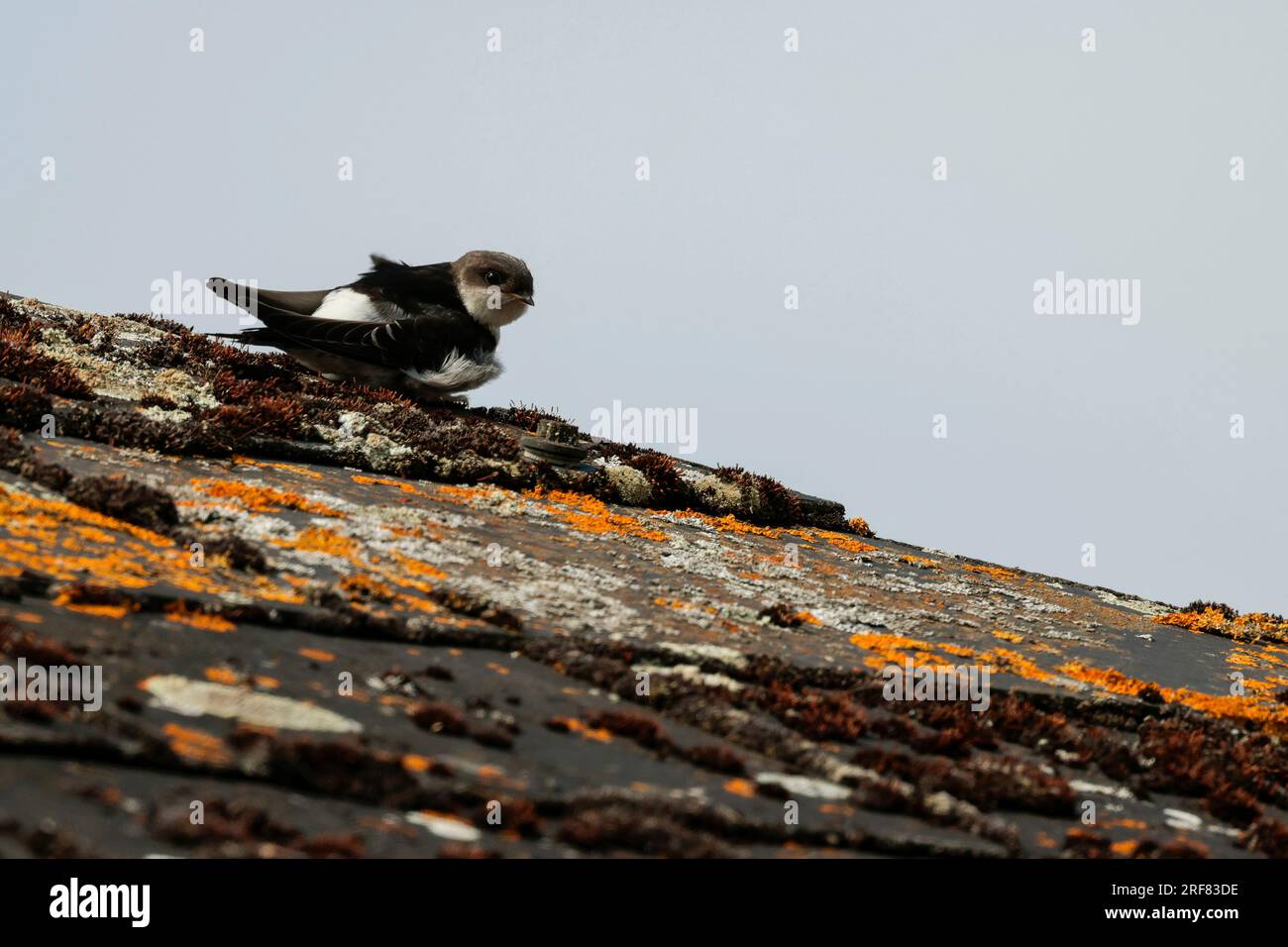 Hirundine species hi-res stock photography and images - Alamy