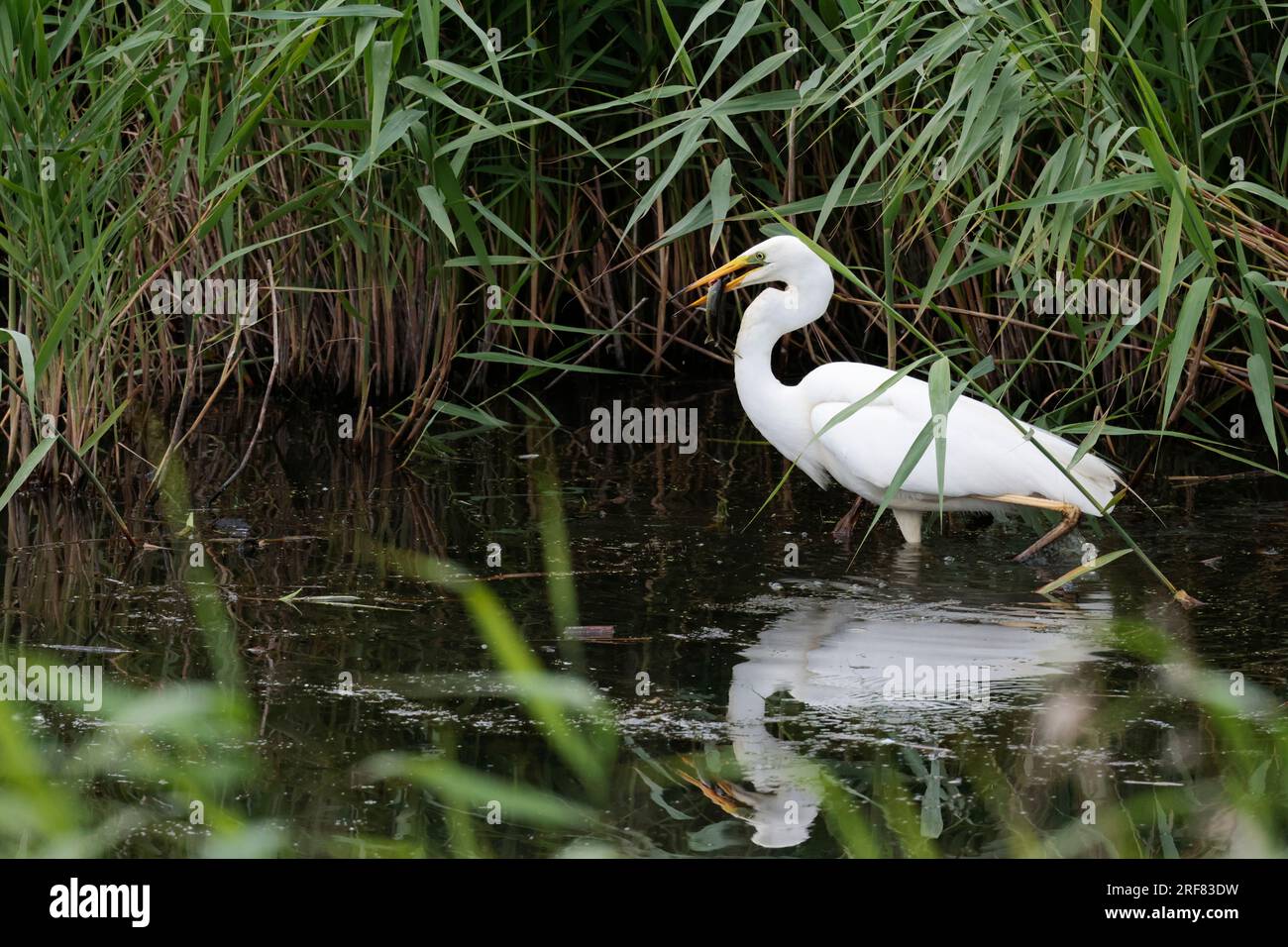 Great white egret Ardea alba, pure white plumage yellow dagger like ...