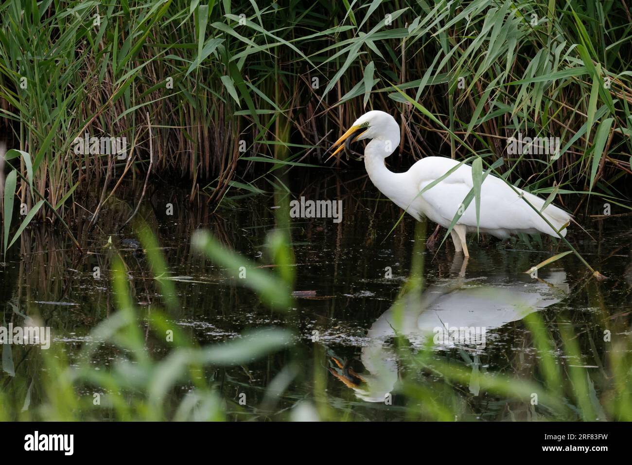 Great white egret Ardea alba, pure white plumage yellow dagger like ...