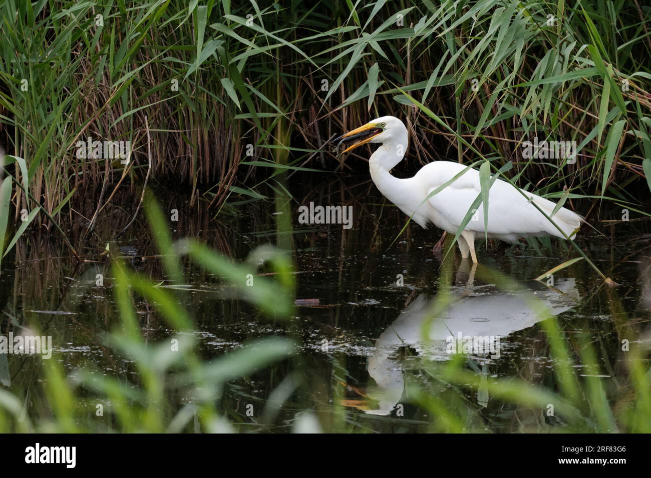 Great white egret Ardea alba, pure white plumage yellow dagger like ...