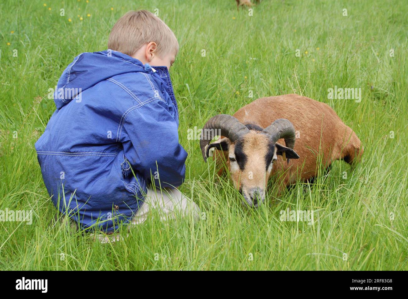A little boy and a Cameroon Dwarf Stock Photo - Alamy