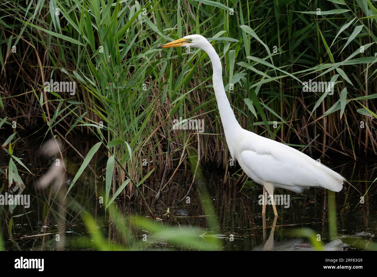 Black legs paler in breeding season hi-res stock photography and images ...