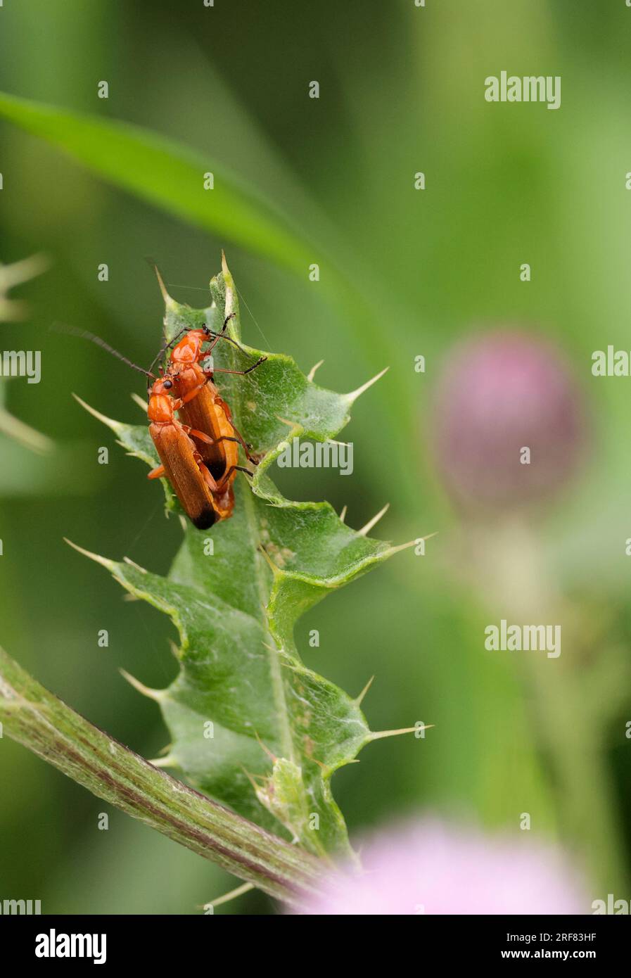 Ideal book cover image insects hi-res stock photography and images - Alamy