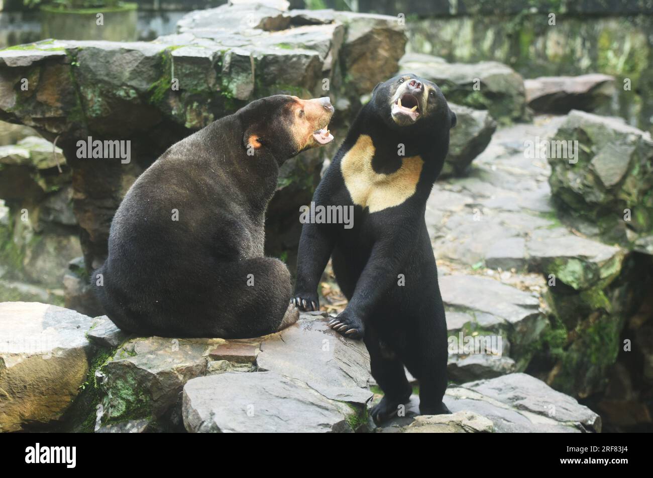 Two sun bears hi-res stock photography and images - Alamy