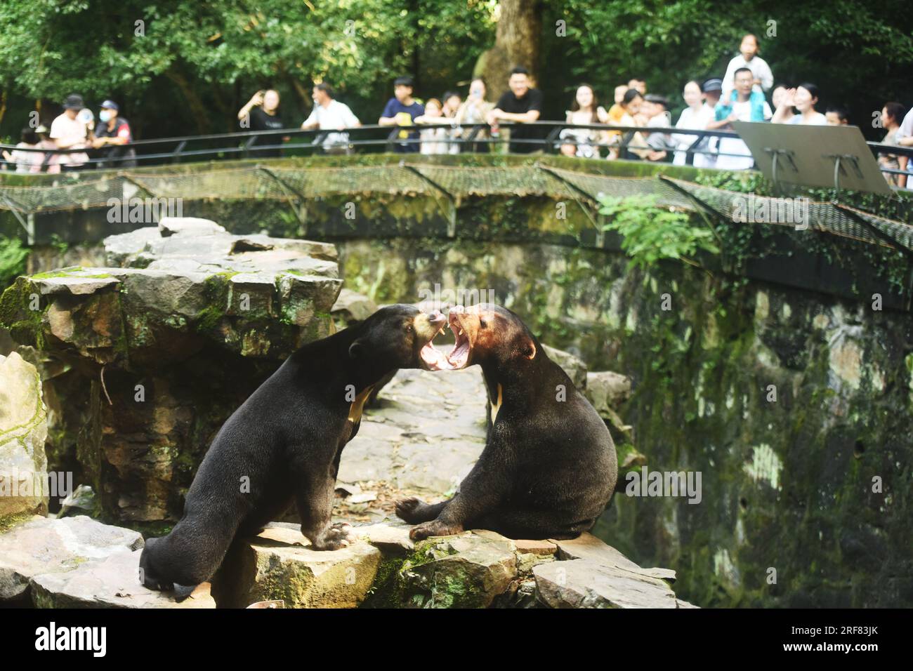 Hangzhou zoo sun bear hi-res stock photography and images - Alamy