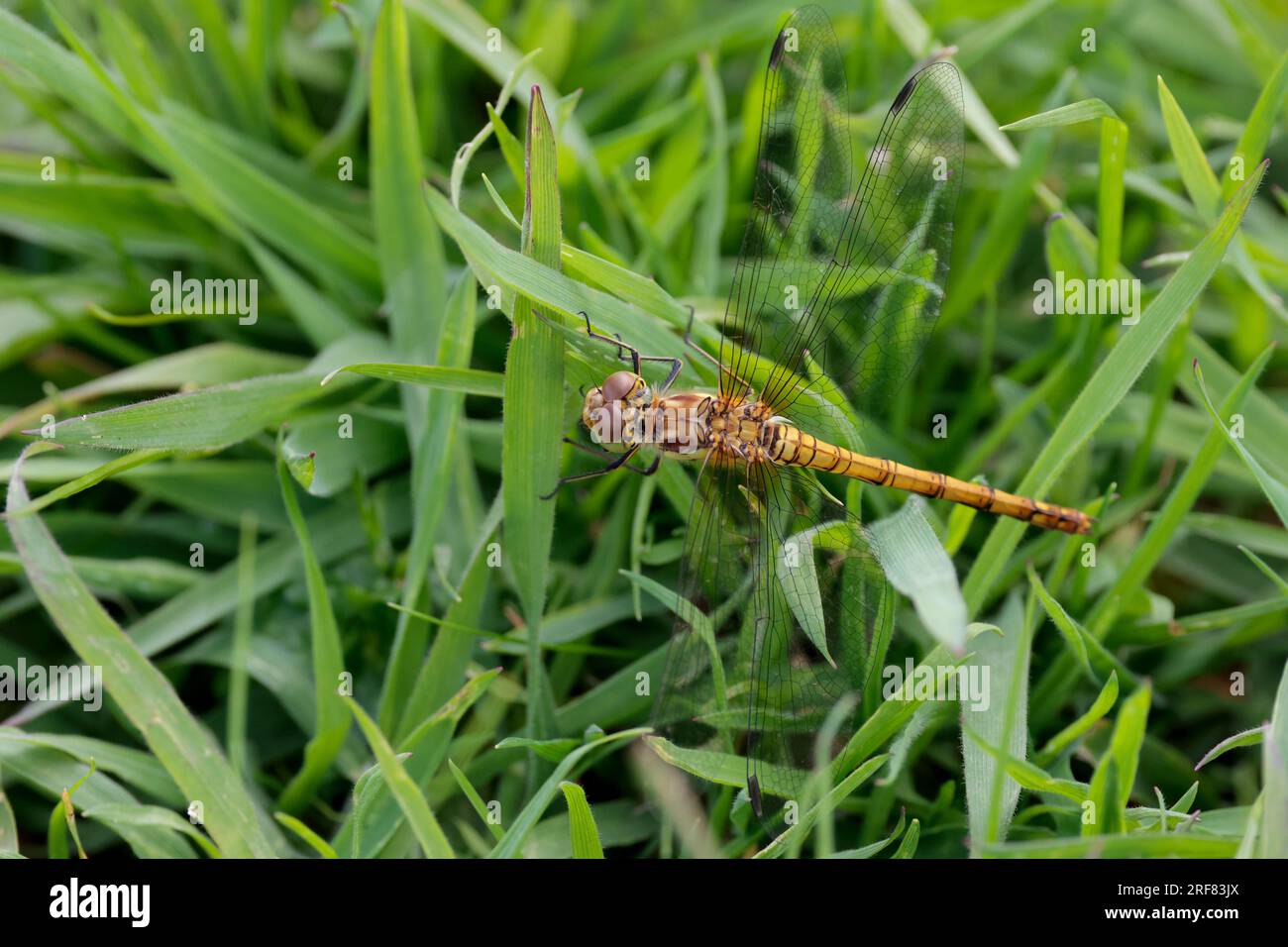 Dark dot dash on each wing hi-res stock photography and images - Alamy