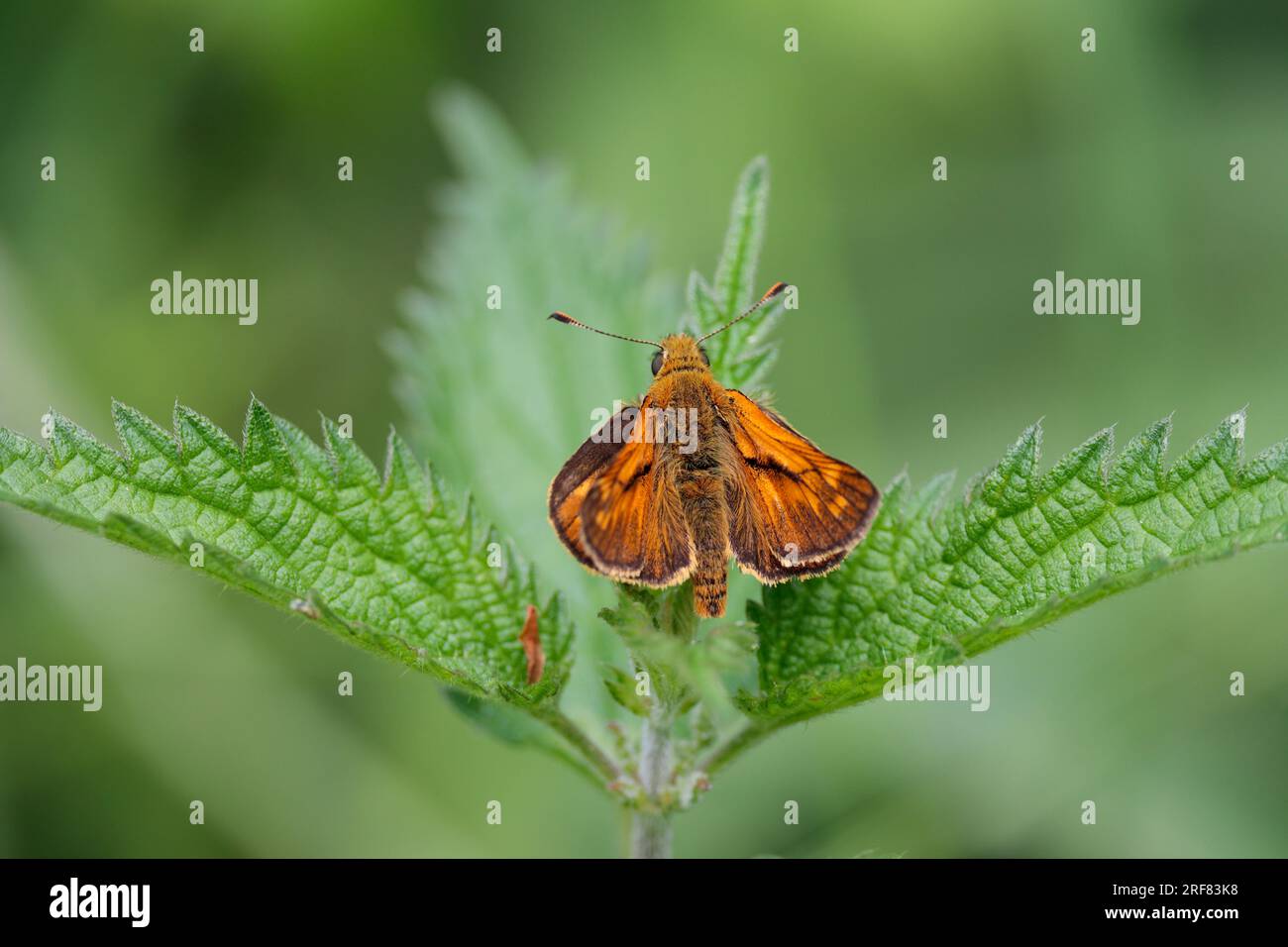 Essex skipper Thymelicus lineolus, small orange and brown butterfly ...